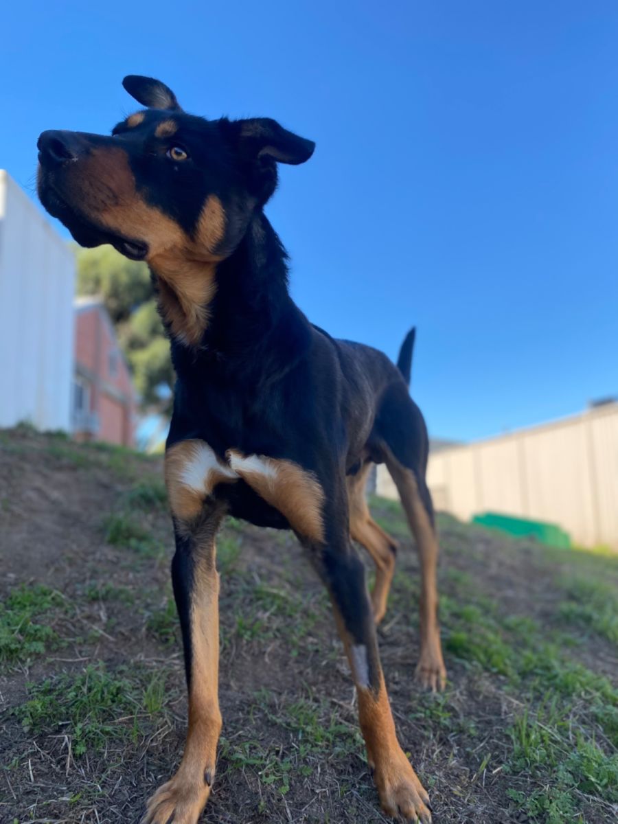 Cujo - Large Male Kelpie Dog in VIC - PetRescue