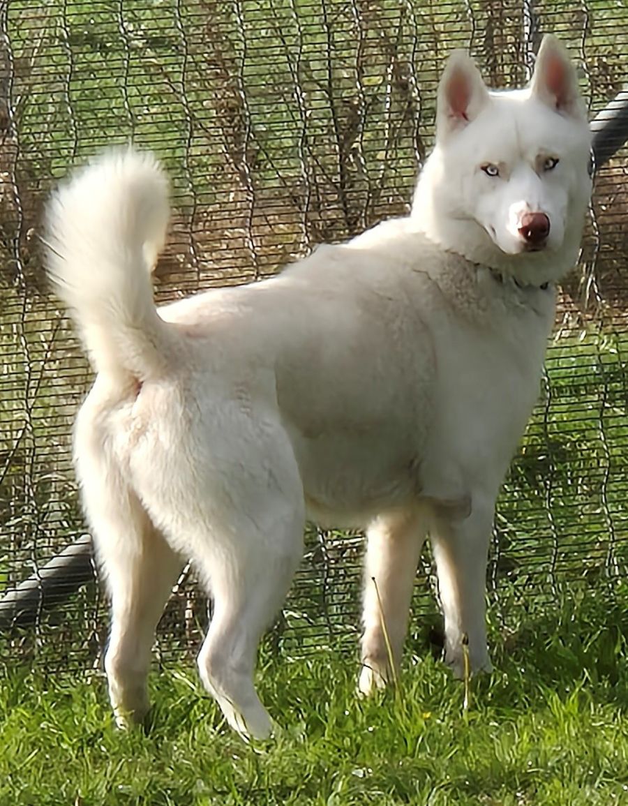 Ghost - Large Male Husky Dog in NSW - PetRescue