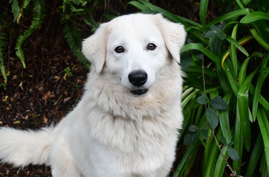 Moscato - Large Female Maremma Sheepdog Mix Dog in NSW - PetRescue