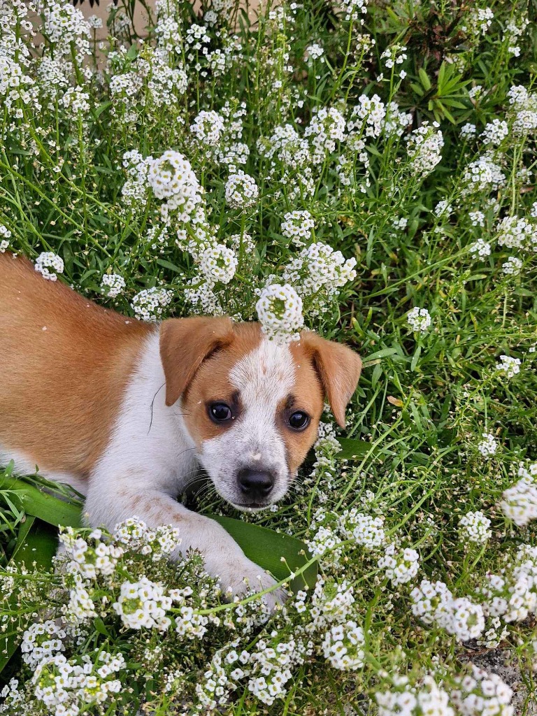 Echo - Medium Male Mixed Breed Mix Dog in QLD - PetRescue