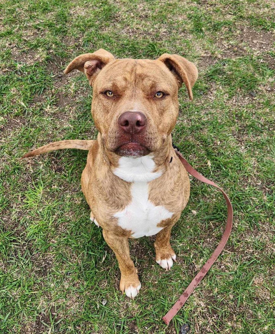 Howie (63088) - Large Male Staffy Mix Dog in VIC - PetRescue