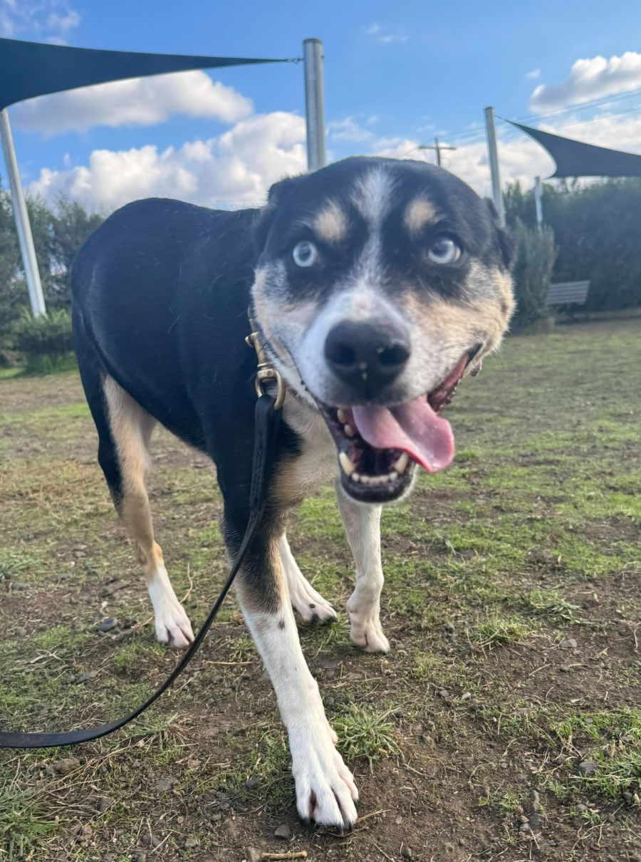 Stella (29925) - Medium Female Husky x Staffy Mix Dog in VIC - PetRescue