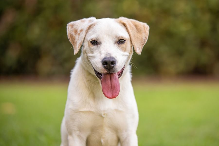Mellow - Medium Female Labrador Mix Dog in NSW - PetRescue