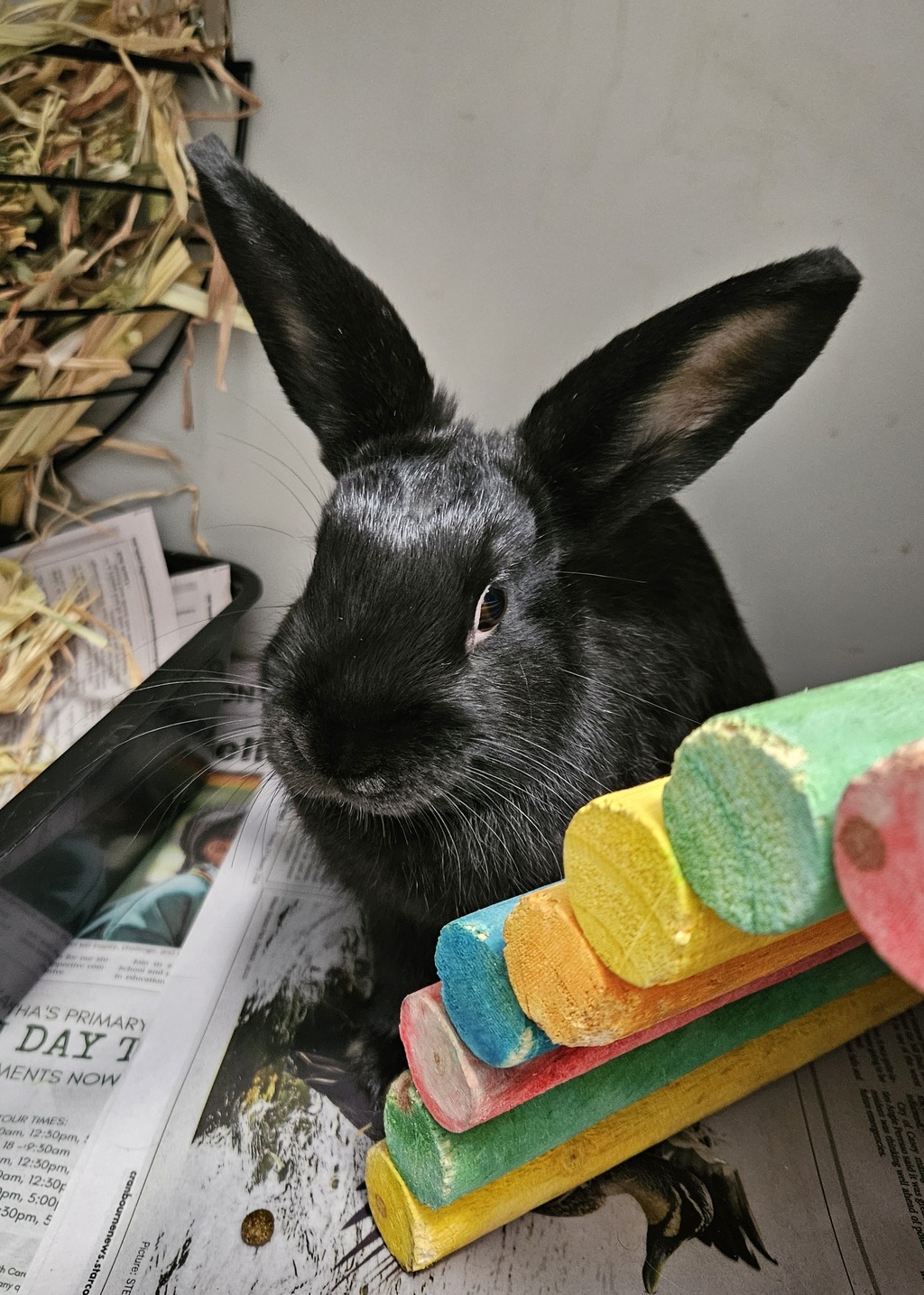 Alabama - Male Dutch Mix Rabbit in VIC - PetRescue