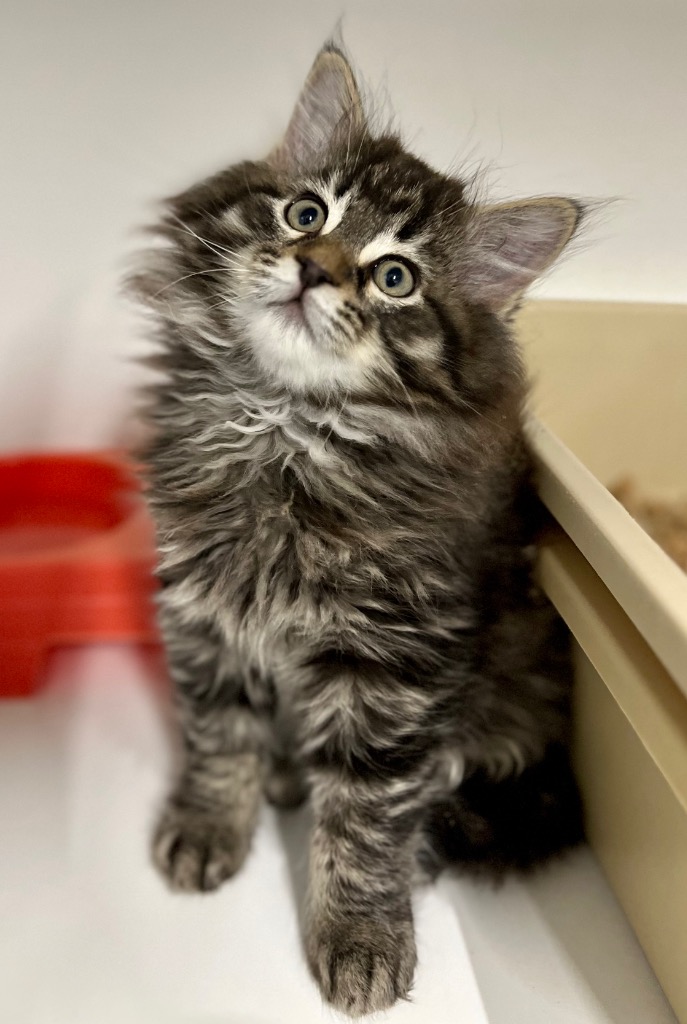 Cedric - Male Domestic Long Hair Cat in TAS - PetRescue