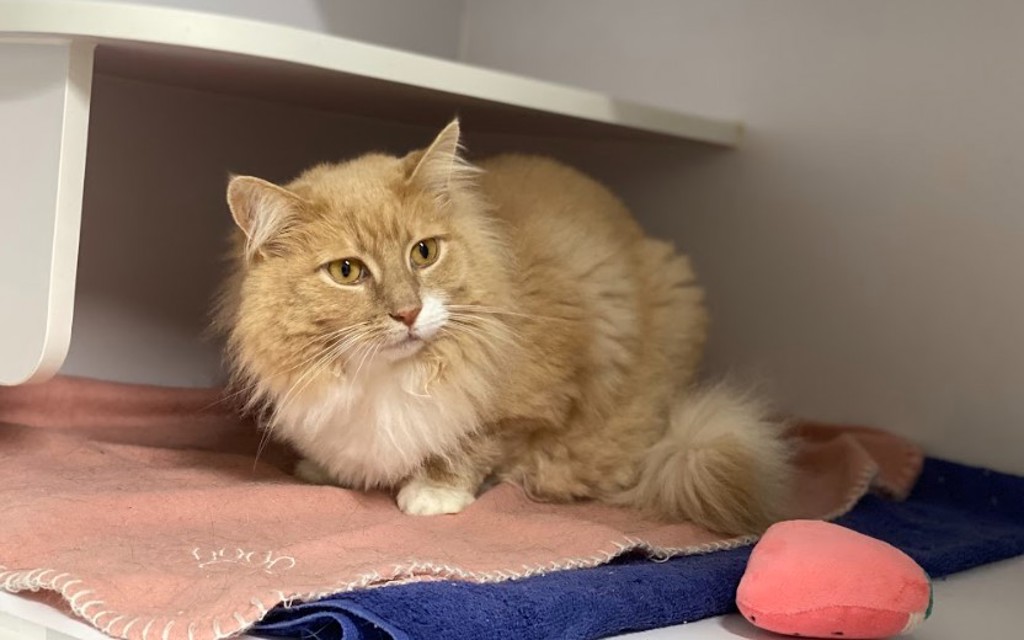 Flur - Female Domestic Longhair Mix Cat in VIC - PetRescue