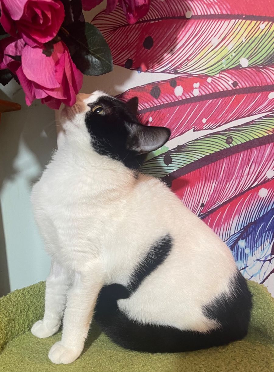 Tully - Female Domestic Short Hair Cat in VIC - PetRescue