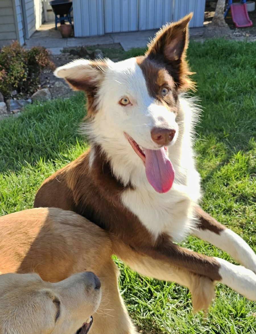 Patch - Medium Male Border Collie Dog in NSW - PetRescue