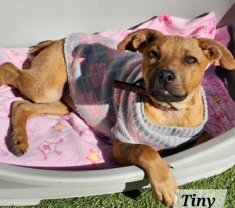 Tiny - Medium Female Australian Stumpy Tail Cattle Dog x Terrier Mix ...