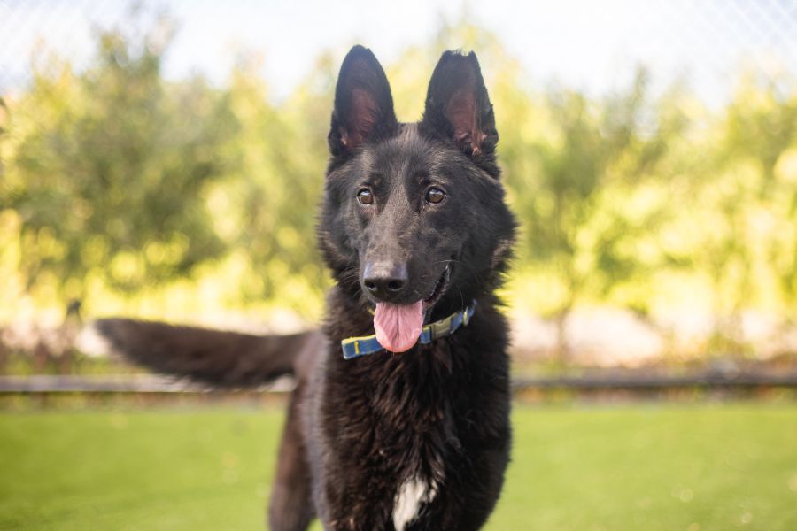 Barbie - Medium Female German Shepherd Dog in NSW - PetRescue