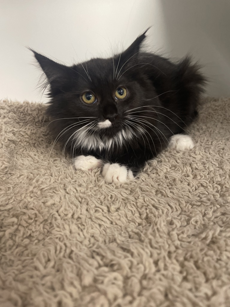 Aimee - Female Domestic Medium Hair Mix Cat in VIC - PetRescue
