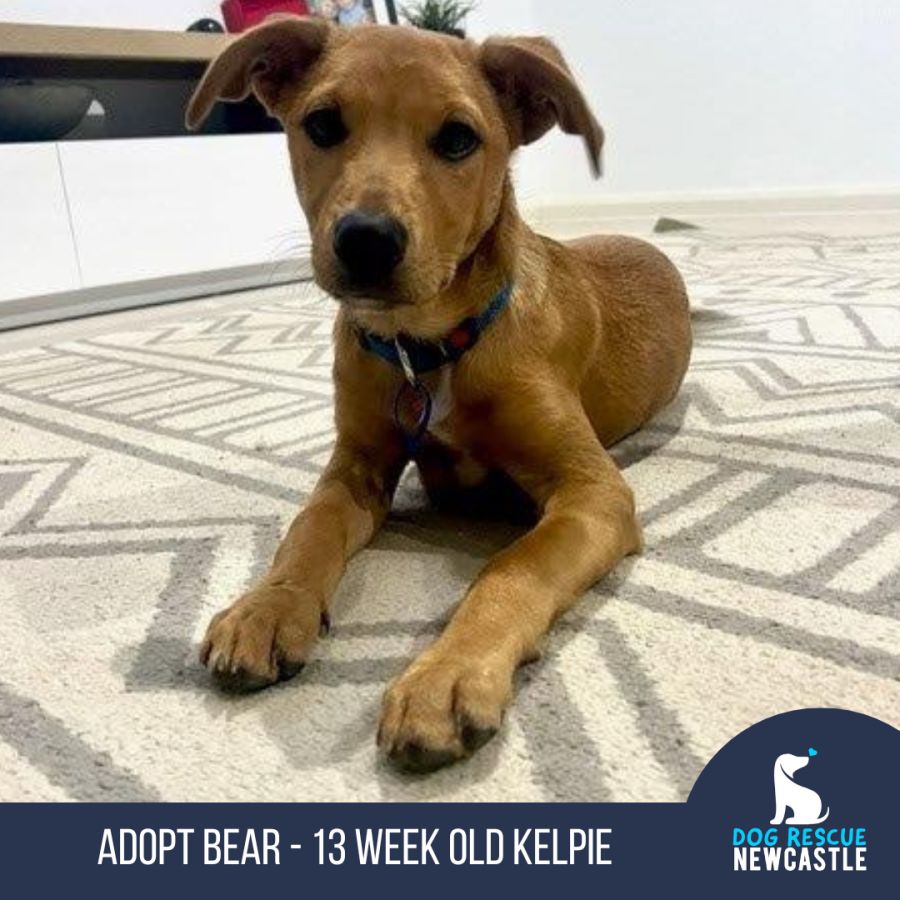 Bear - 13 Week Old Kelpie (Trial) - Medium Male Kelpie Dog in NSW ...