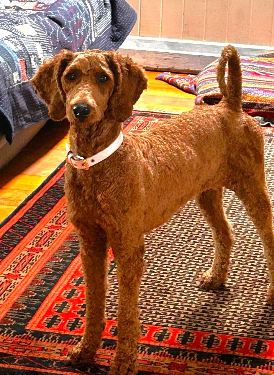 Frankie - Large Female Poodle Dog in QLD - PetRescue