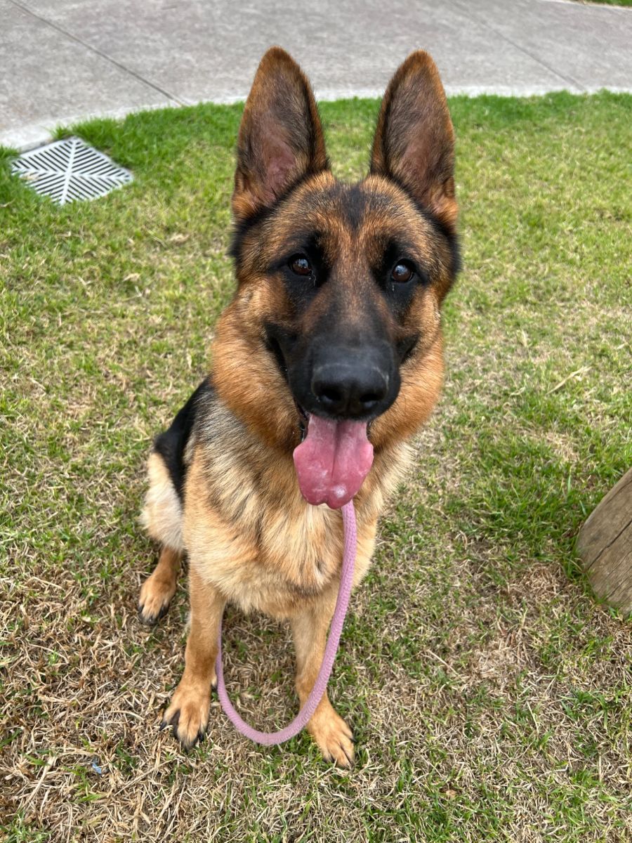German Shepherd Rescue Victoria - PetRescue