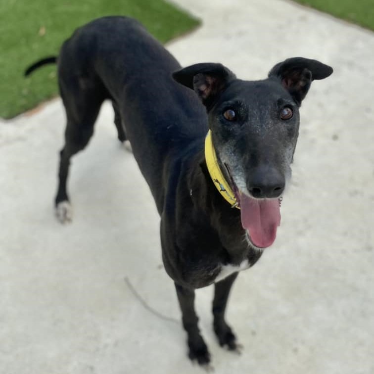Swifty - Large Female Greyhound Dog in NSW - PetRescue