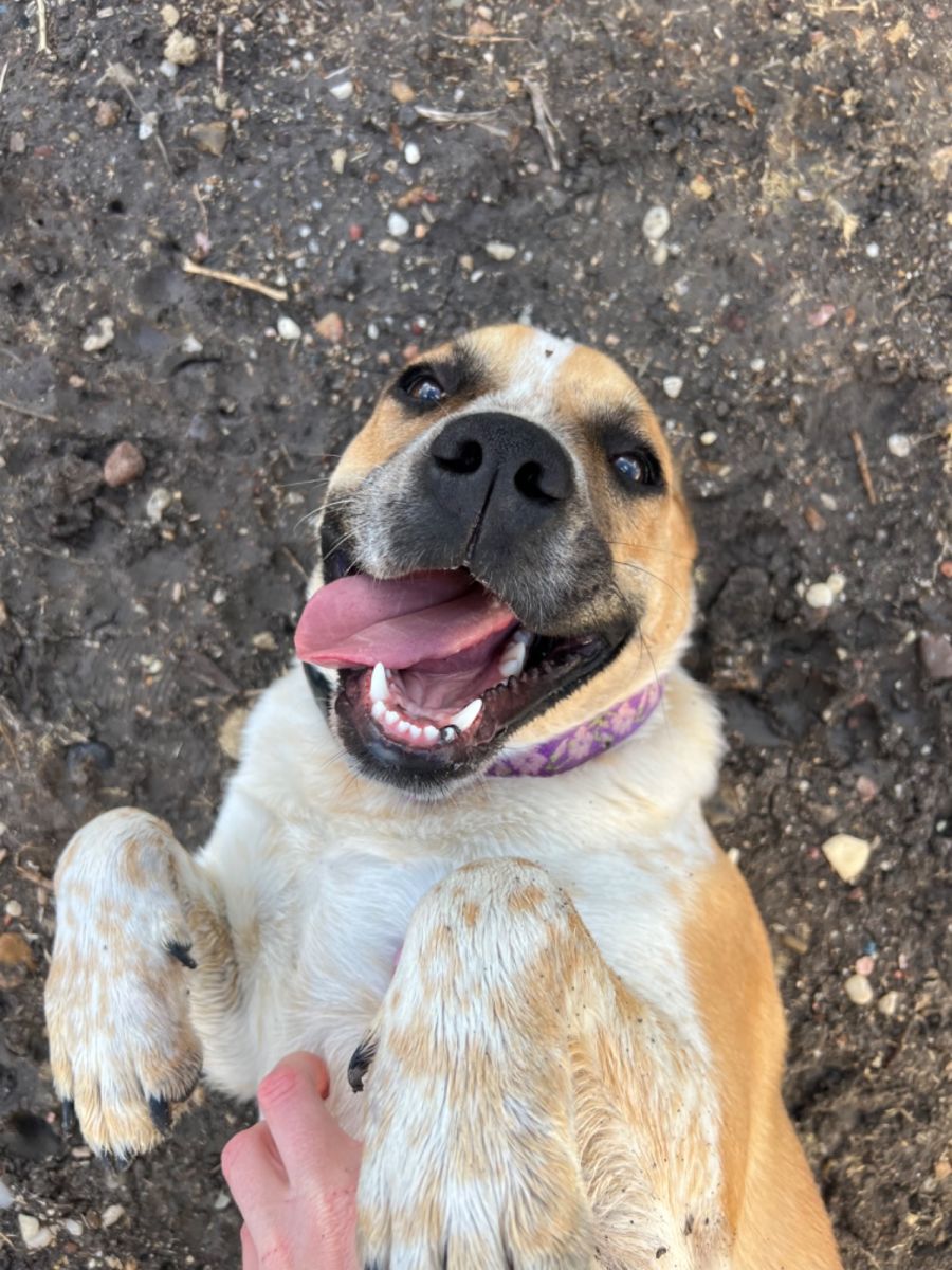 Trixie - Medium Female Australian Bulldog x Australian Cattle Dog Dog ...