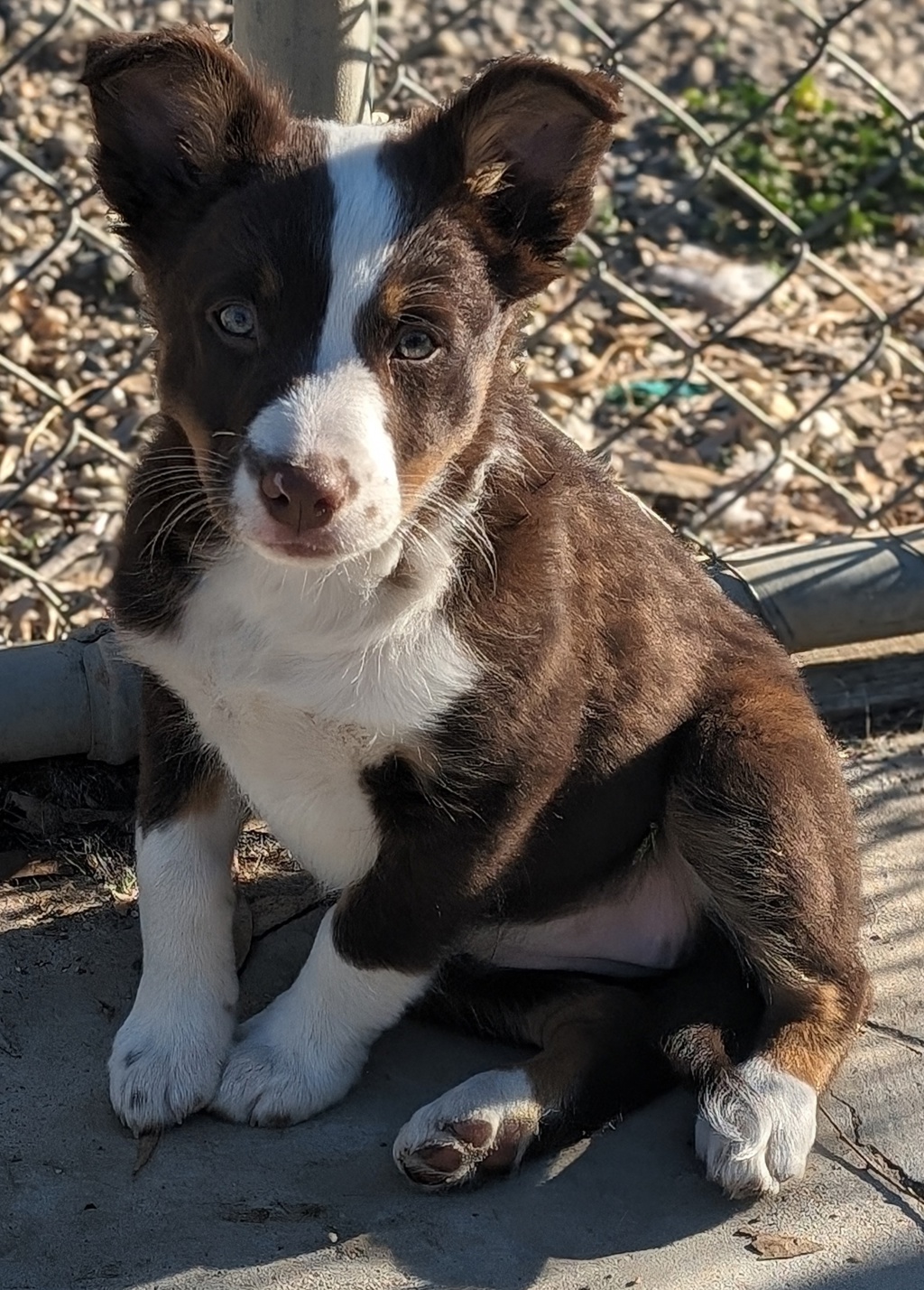 Aine - Medium Female Border Collie x German Coolie Mix Dog in VIC - PetRescue
