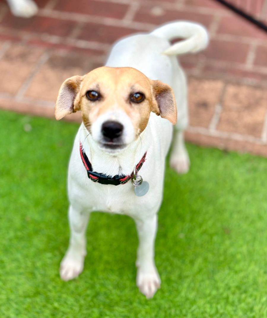 Chelsea - Small Female Jack Russell Terrier Mix Dog in VIC - PetRescue