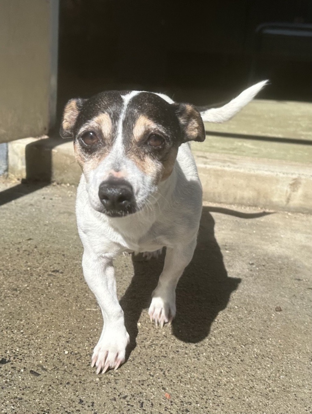 Jessie - Small Female Jack Russell Terrier Dog in VIC - PetRescue