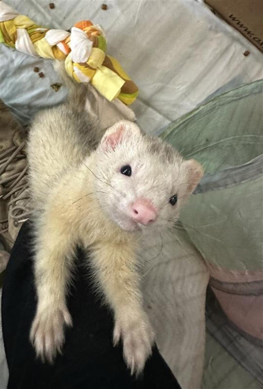 Toast - Male Ferret Rodent in VIC - PetRescue