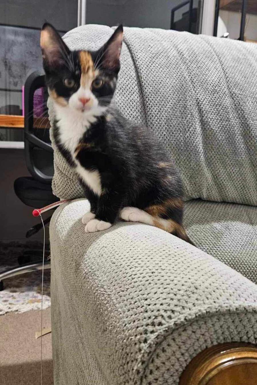 Popcorn - Female Manx Mix Cat in VIC - PetRescue