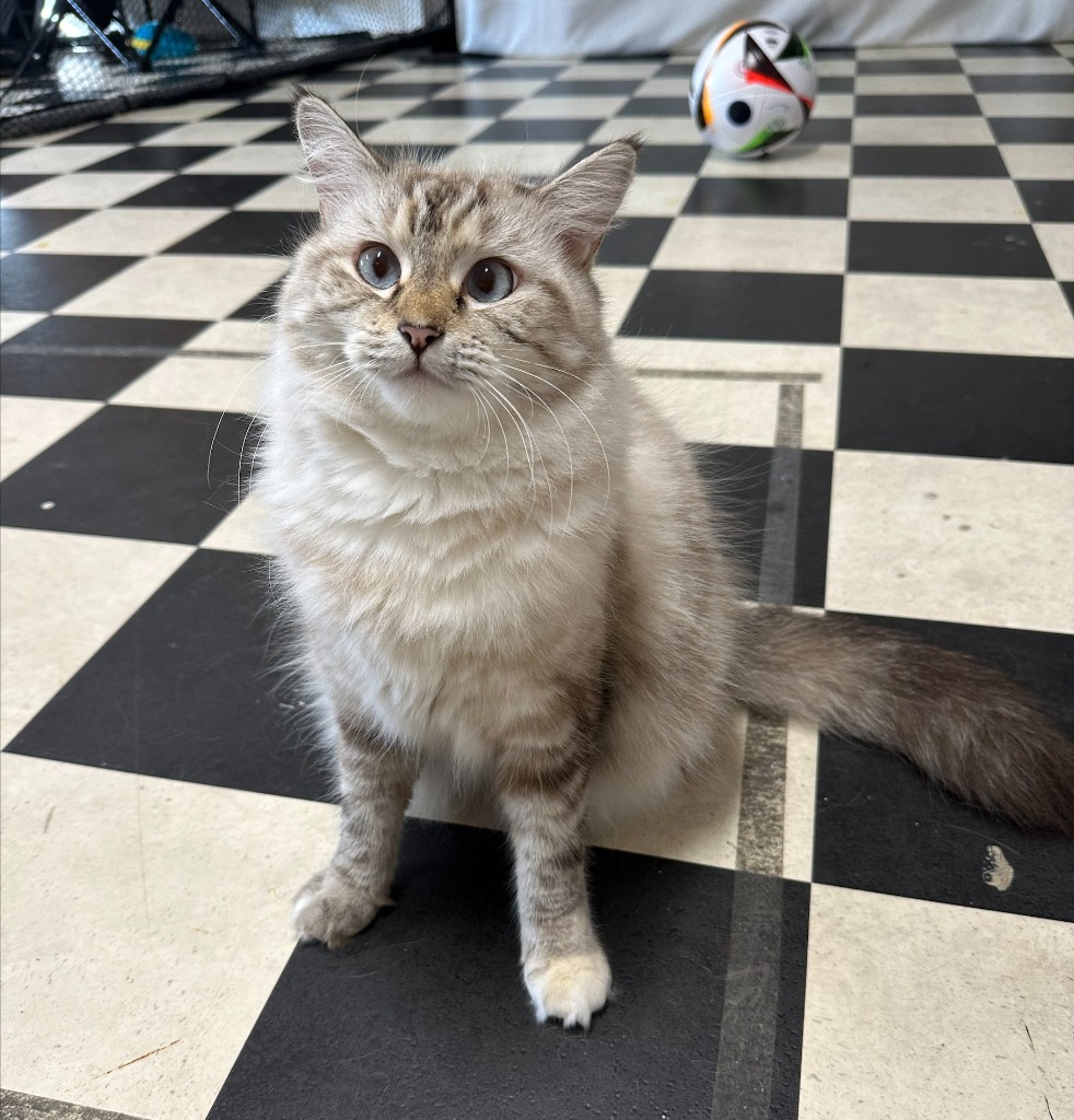 Meika - Female Domestic Short Hair x Ragdoll Mix Cat in QLD - PetRescue