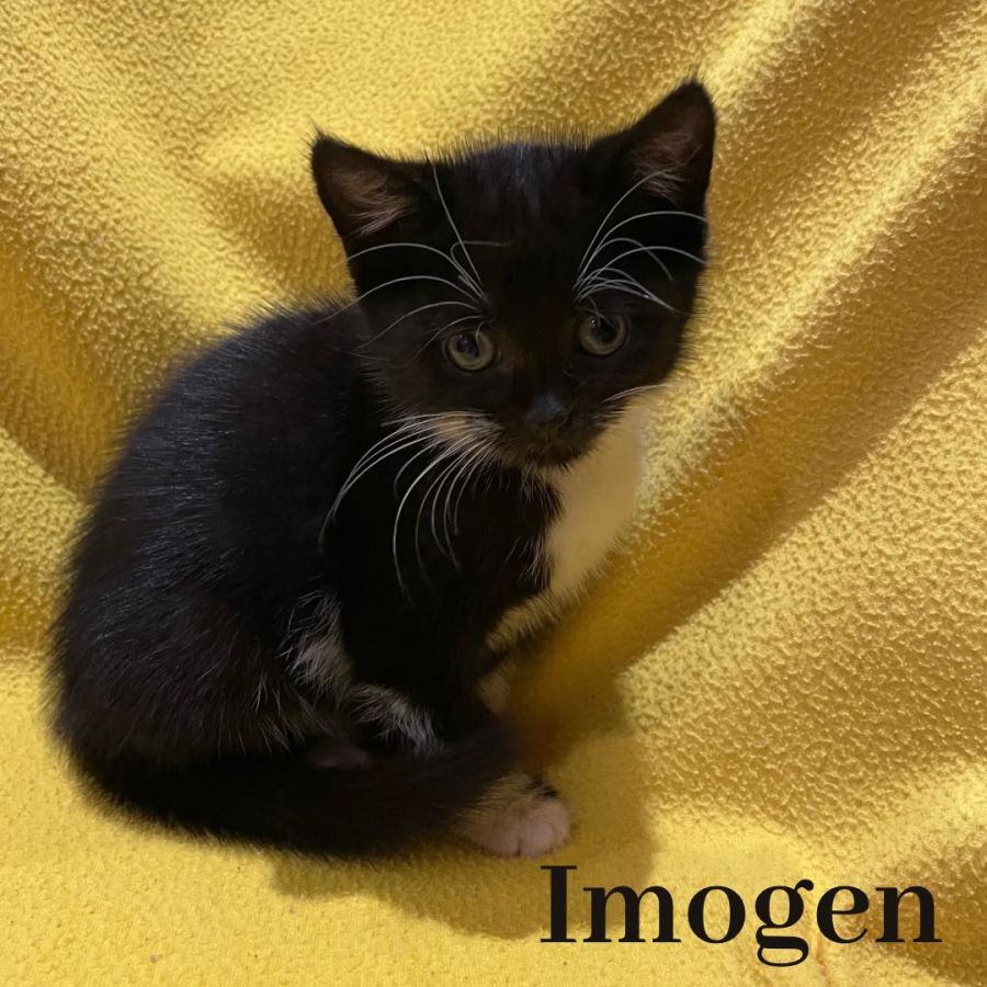 Imogen - Female Domestic Short Hair Cat in NSW - PetRescue