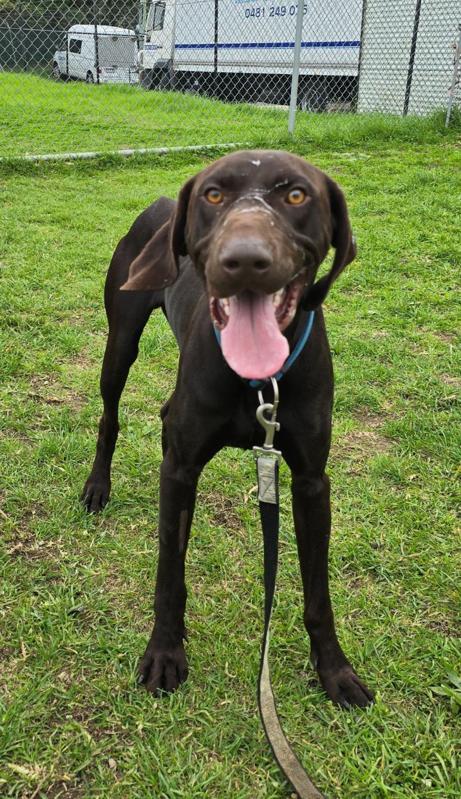 Boofa (63286) - Medium Male German Shorthaired Pointer Dog in VIC ...