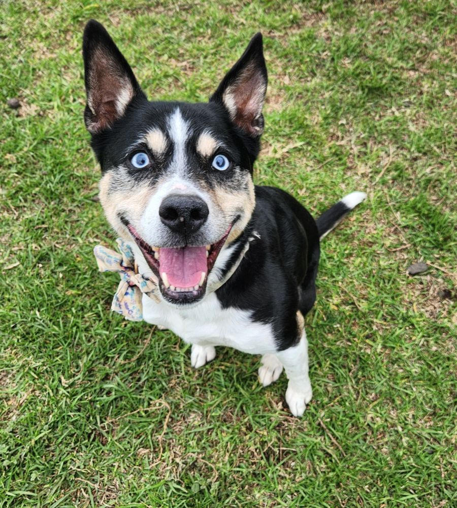 Stella (29925) - Medium Female Husky x Staffy Mix Dog in VIC - PetRescue