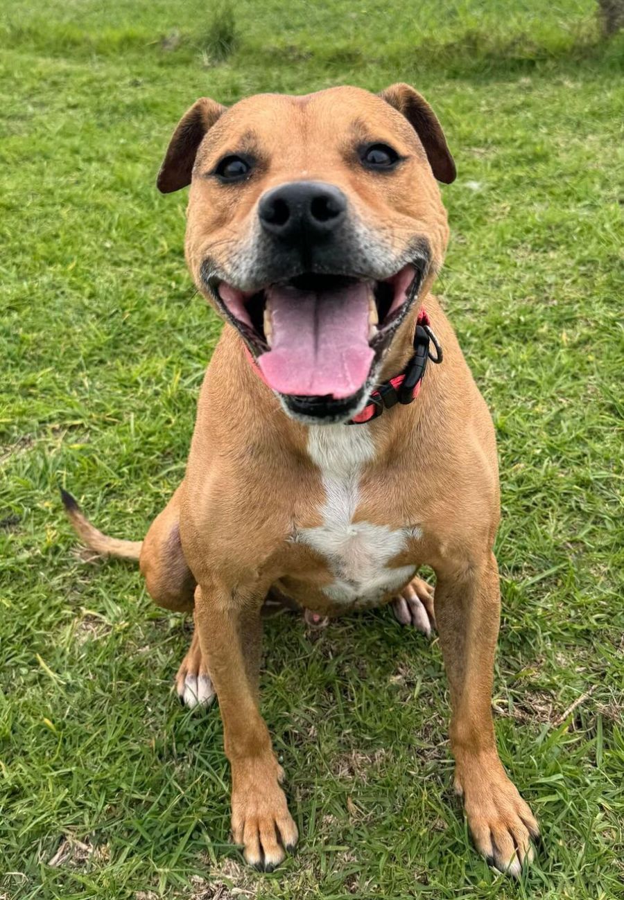 Zeus (58666) - Medium Male Staffy Mix Dog in VIC - PetRescue