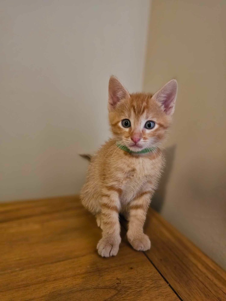 Biscoff (Green Collar) - Male Domestic Short Hair Mix Cat in WA - PetRescue