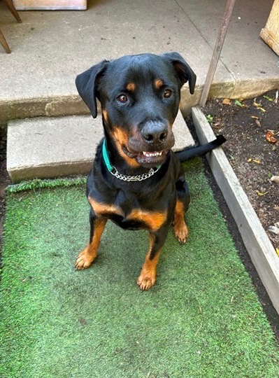 Chico - Large Male Rottweiler Dog in NSW - PetRescue