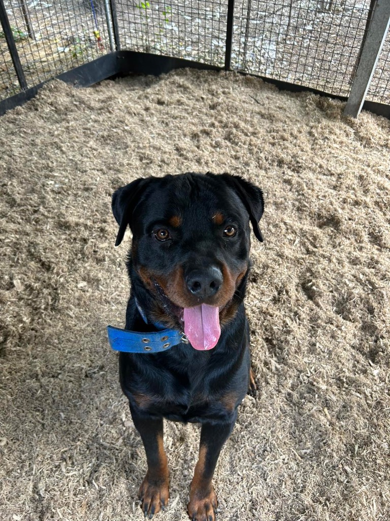 Chester - Large Male Rottweiler Mix Dog in NSW - PetRescue