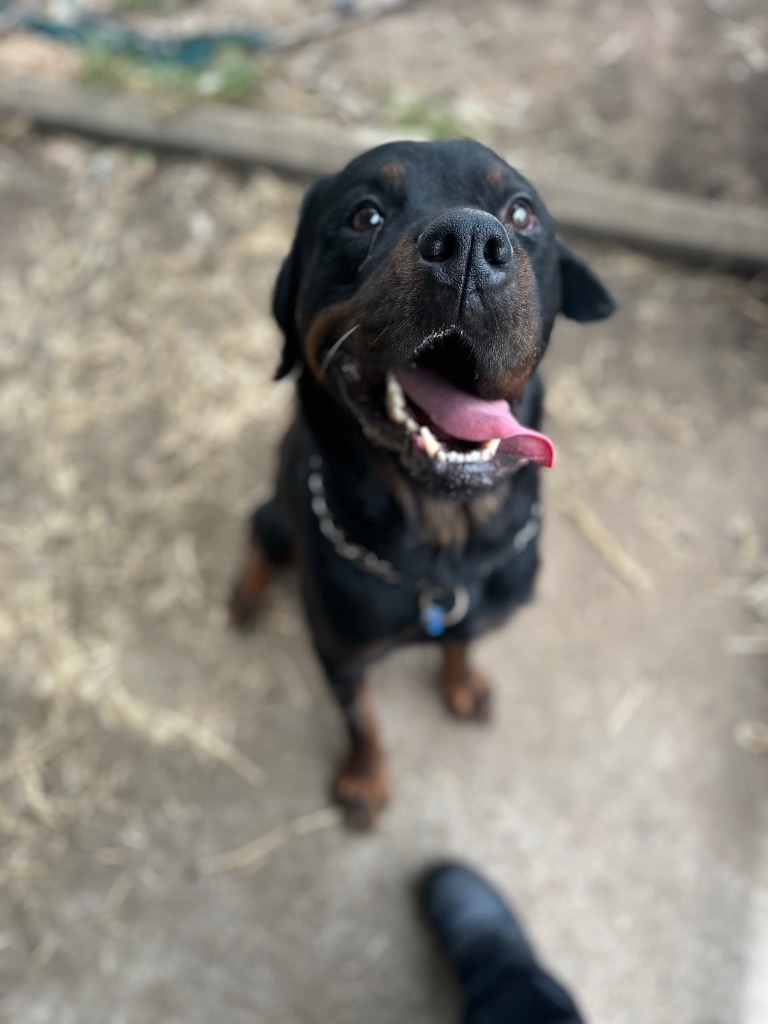 Tyson - Large Male Rottweiler Dog in NSW - PetRescue