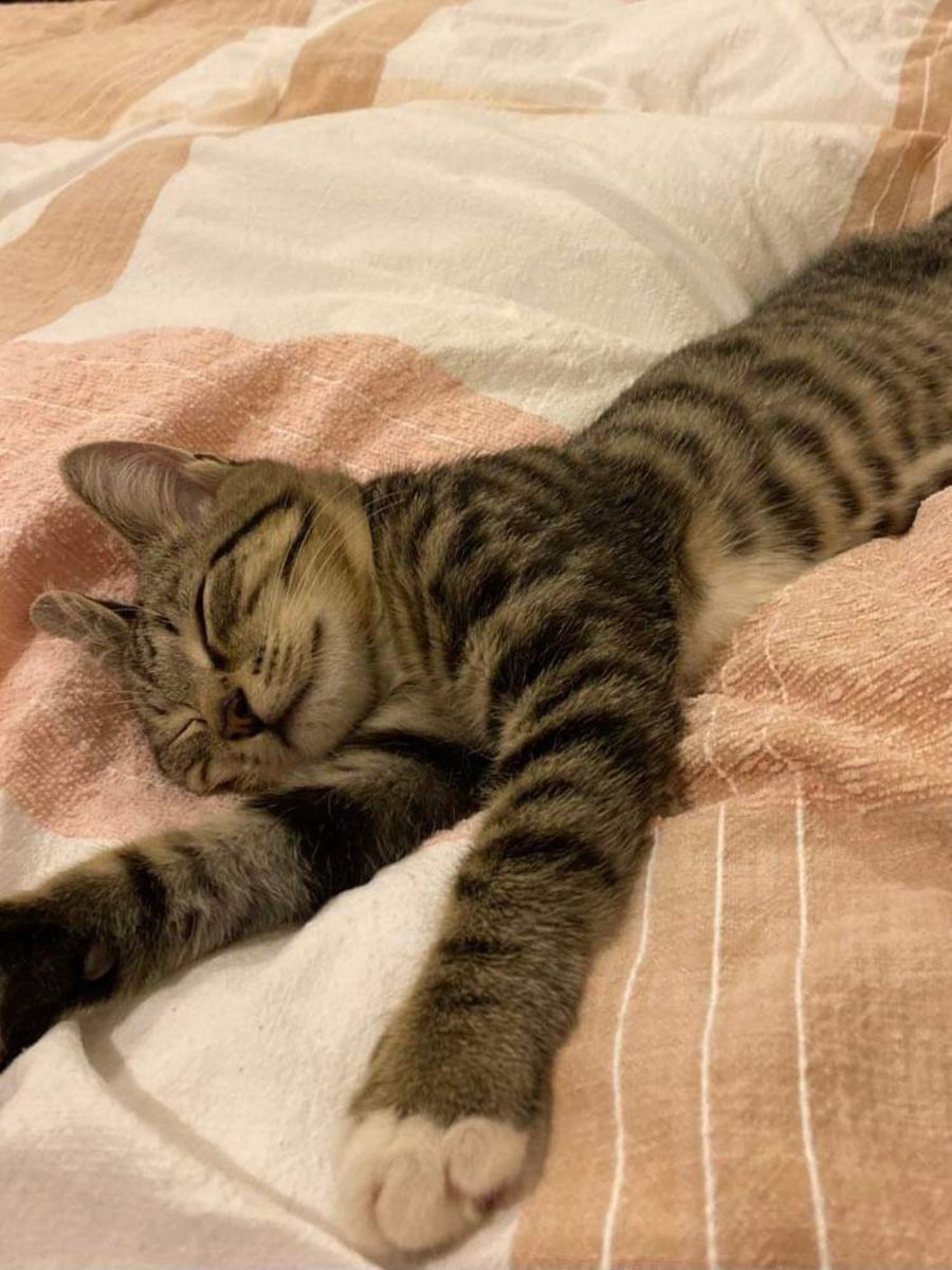 Monkey - Male Domestic Short Hair Cat in VIC - PetRescue