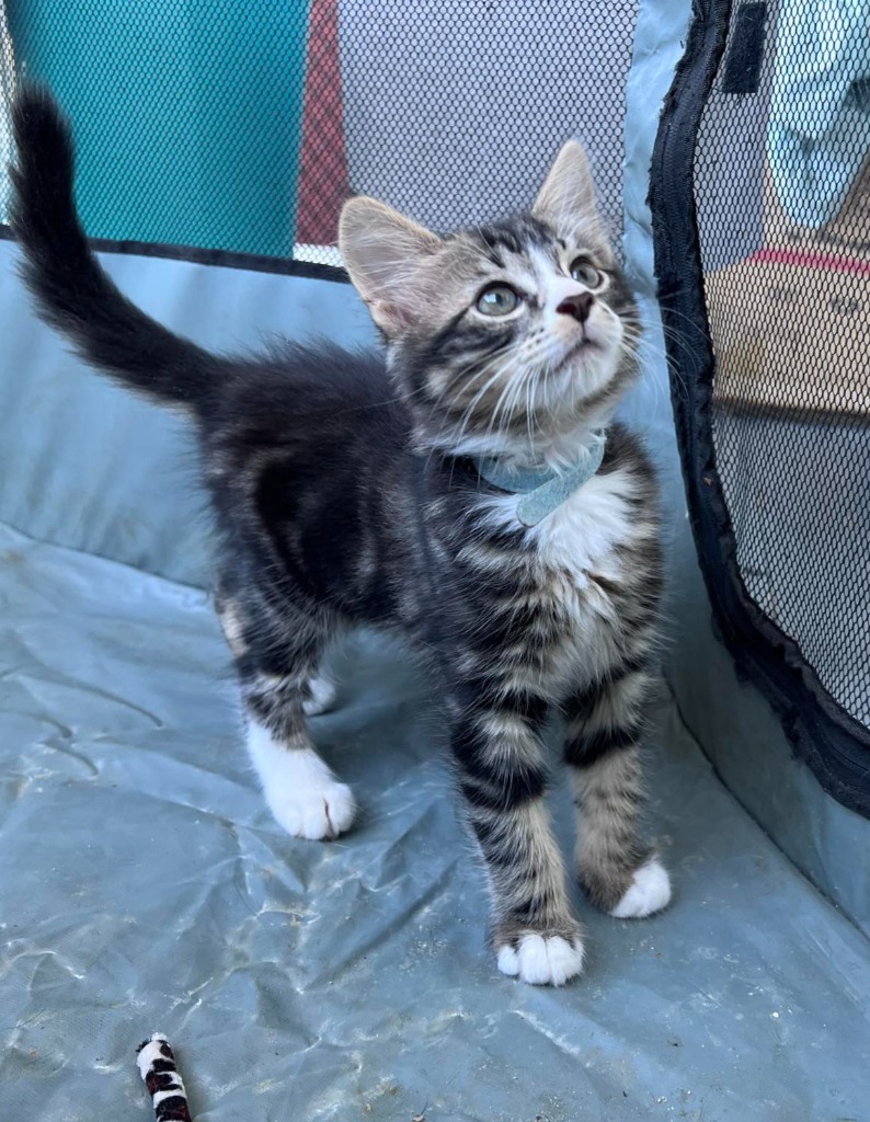 Coco - Male Domestic Short Hair Cat in QLD - PetRescue