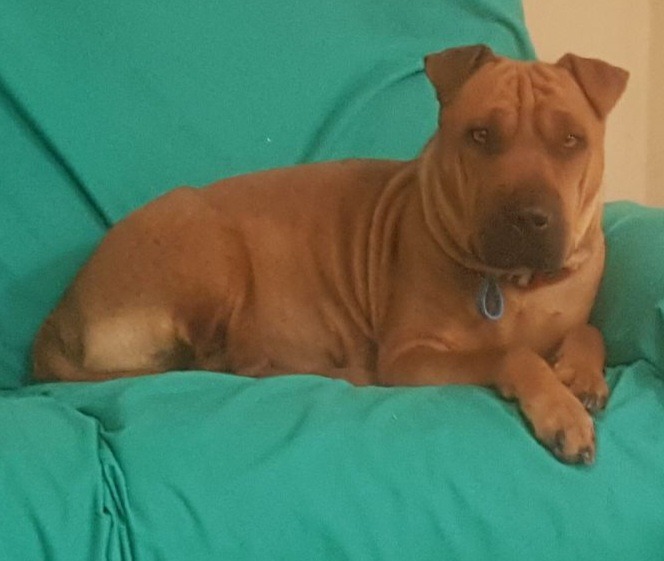 Rocky - Medium Female Shar-Pei x Mixed Breed Mix Dog in WA - PetRescue