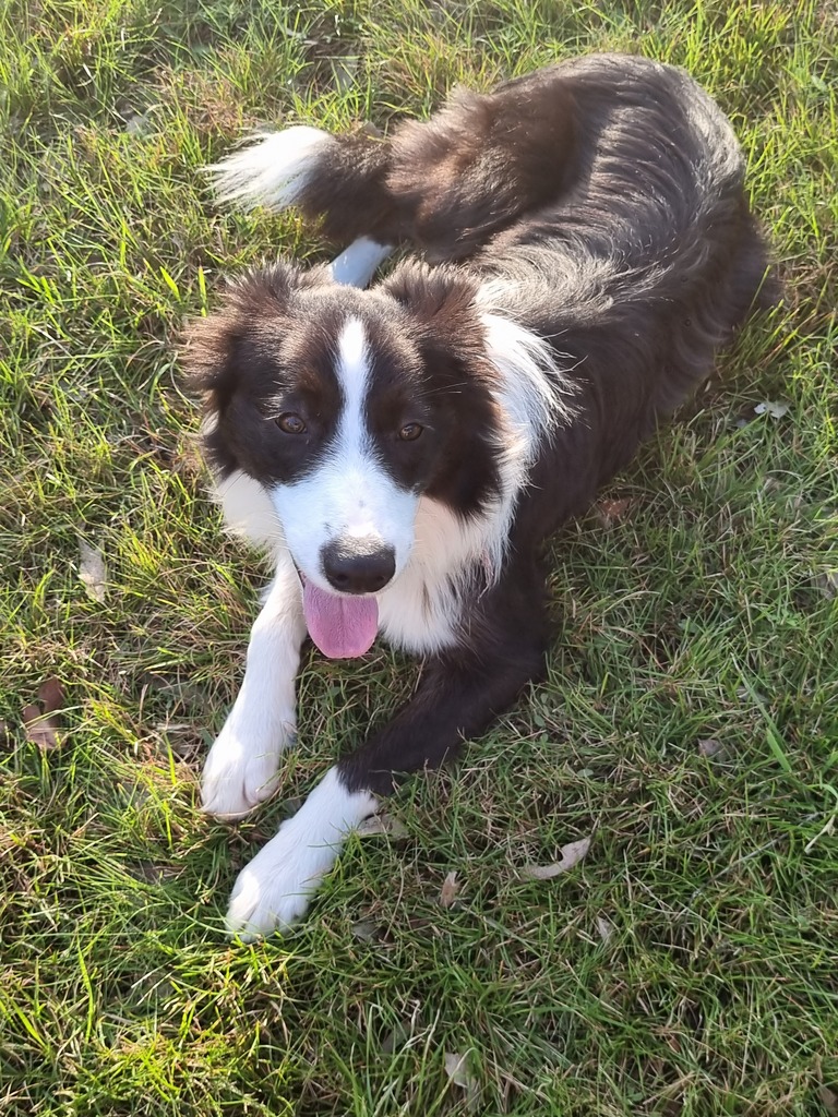 Tinker - Medium Female Border Collie Mix Dog in QLD - PetRescue