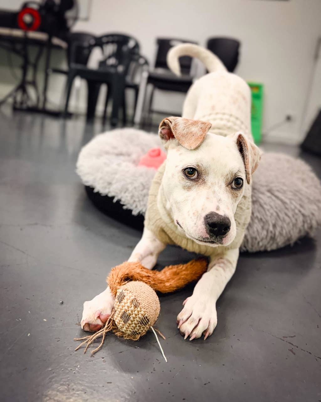 Lady - Medium Female Jack Russell Terrier x American Staffy Mix Dog in ...
