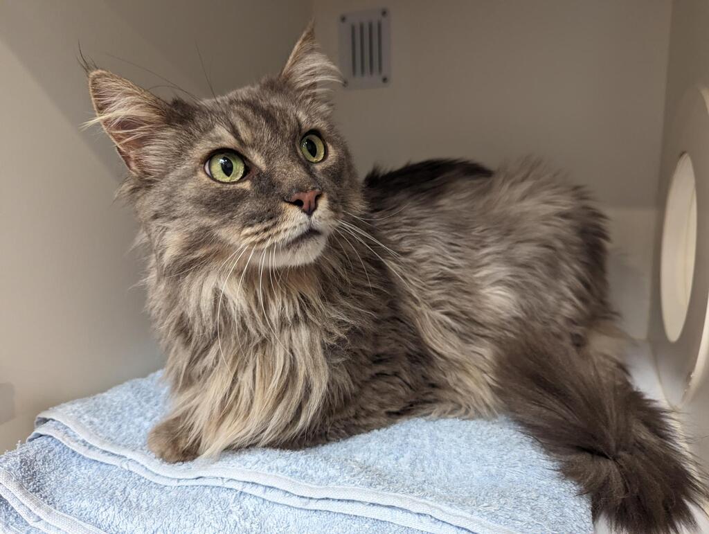 Mara - Female Domestic Long Hair x Maine Coon Mix Cat in QLD - PetRescue