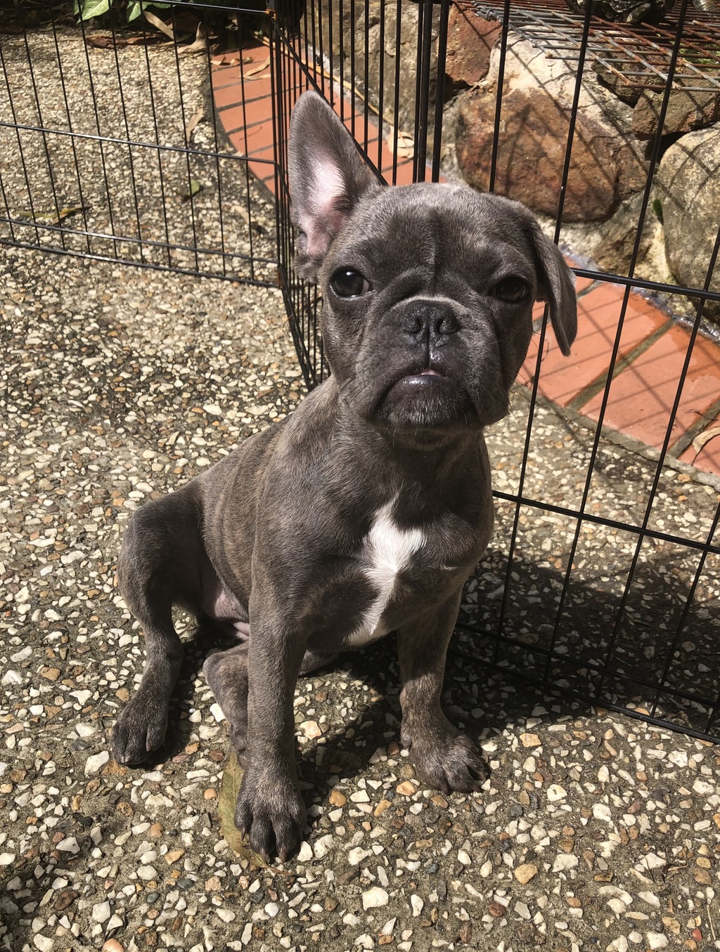 Turtle - Small Female French Bulldog Mix Dog in QLD - PetRescue