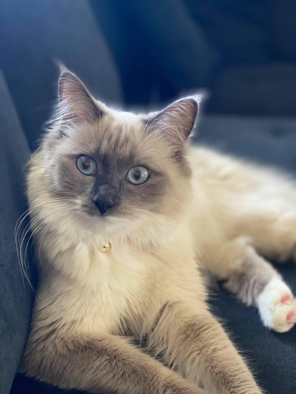 Chanel - Female Ragdoll Mix Cat in QLD - PetRescue