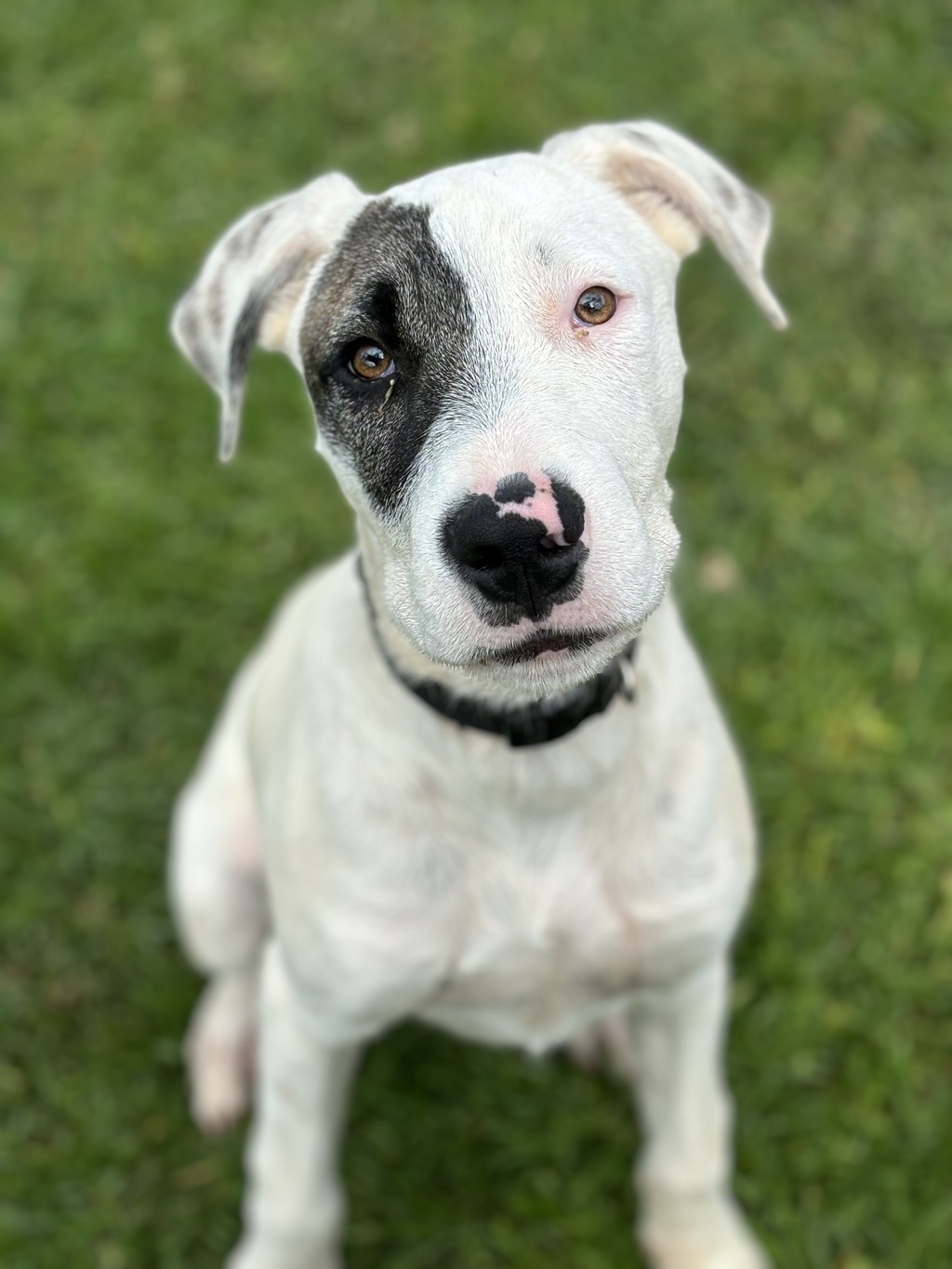 Fergus - Large Male Irish Wolfhound Mix Dog in QLD - PetRescue