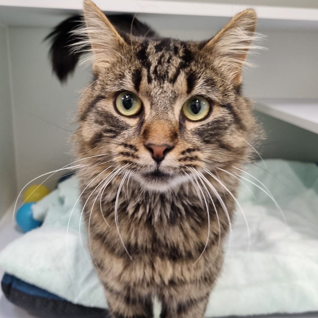 Griff - Male Domestic Medium Hair Mix Cat in VIC - PetRescue