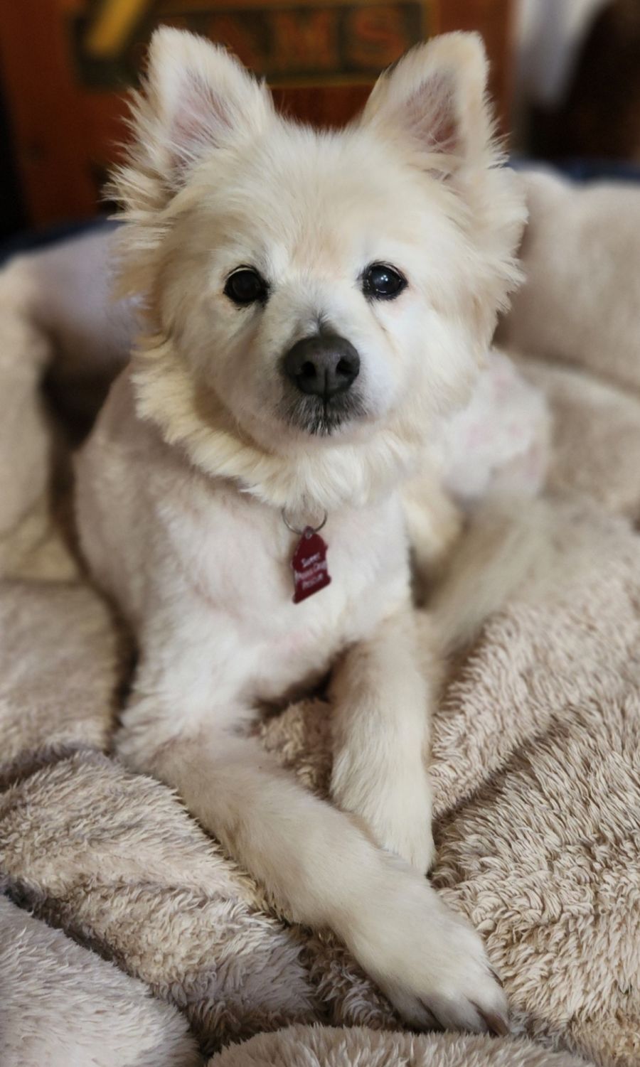 Puddy - Small Male Spitz Mix Dog in VIC - PetRescue