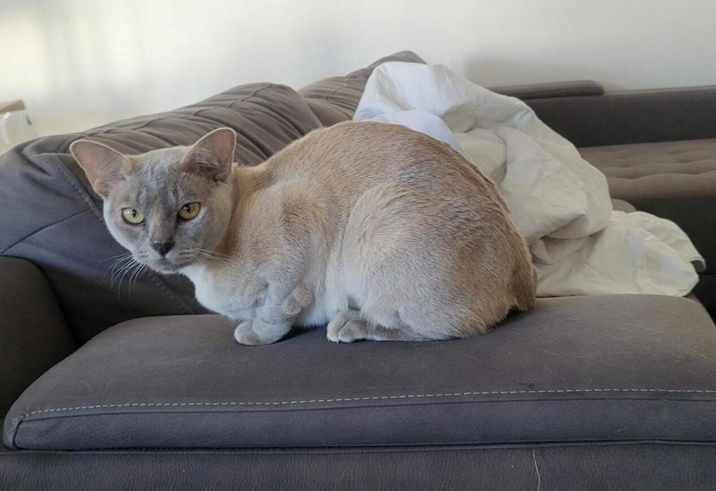 Ella Veday - Female Burmese Mix Cat in WA - PetRescue