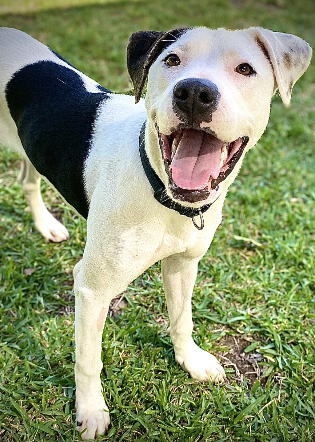 Elly - Medium Female Border Collie x Boxer Mix Dog in QLD - PetRescue