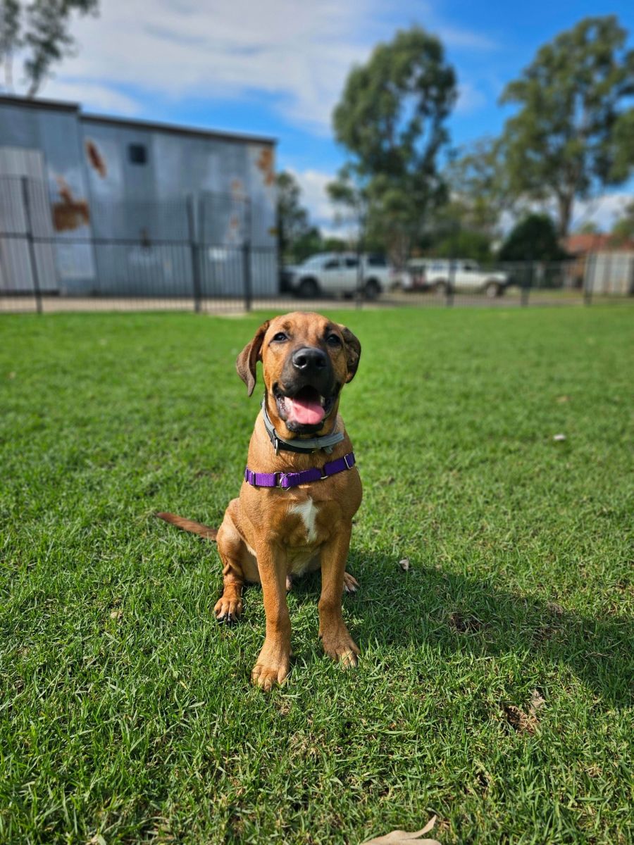 Copper - Large Male Rhodesian Ridgeback Dog in NSW - PetRescue