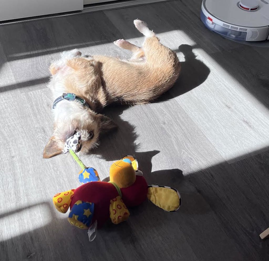 Winnie (formerly Tammy) - Small Female Fox Terrier x Wirehaired Jack ...
