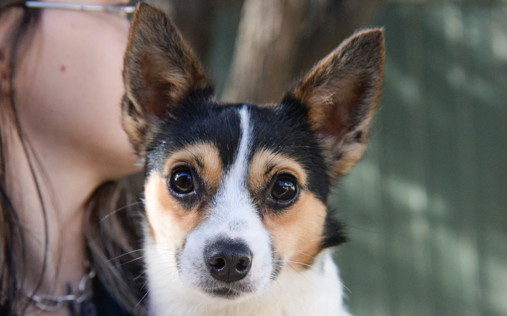Doug - Small Male Jack Russell Terrier Mix Dog in VIC - PetRescue